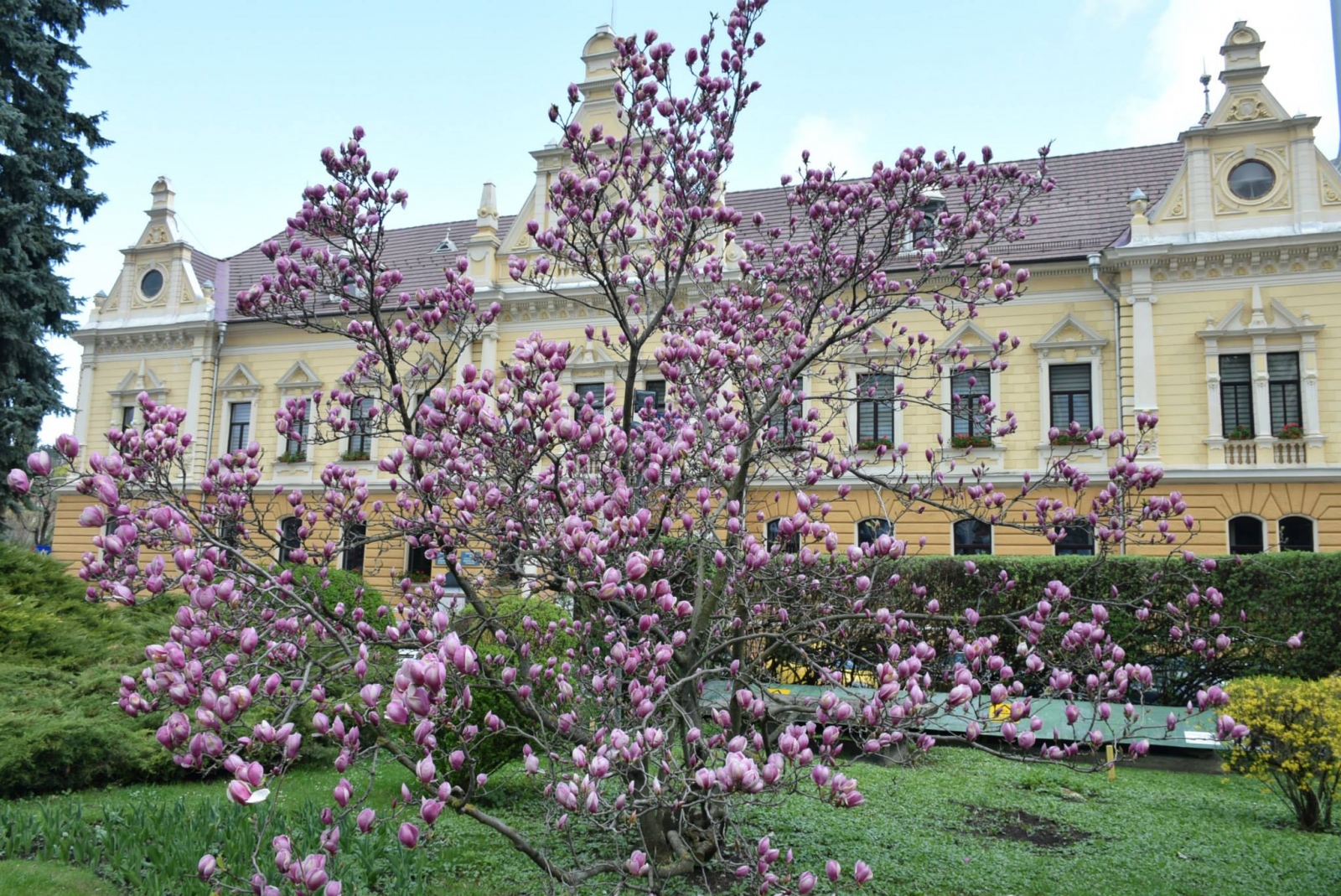 Harta magnoliilor: 5 orase din Romania de vizitat primavara - Stayhere